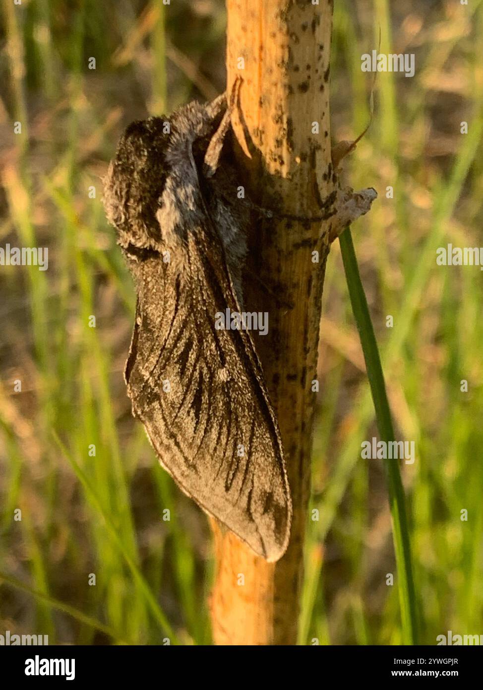 Northern Apple Sphinx (Sphinx poecila Stock Photo - Alamy