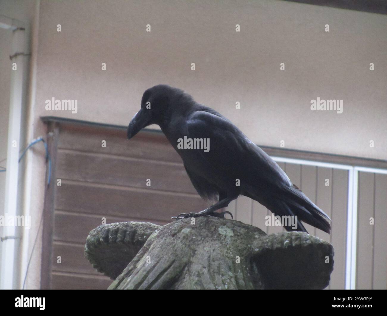 Large-billed Crow (Corvus macrorhynchos Stock Photo - Alamy