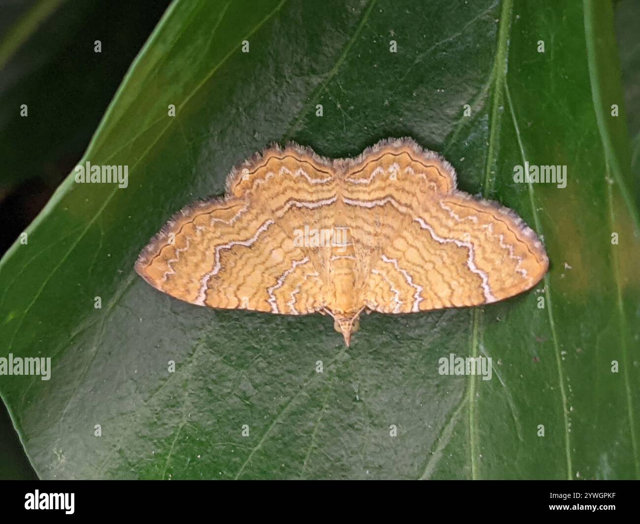 Yellow Shell Moth (Camptogramma bilineata Stock Photo - Alamy