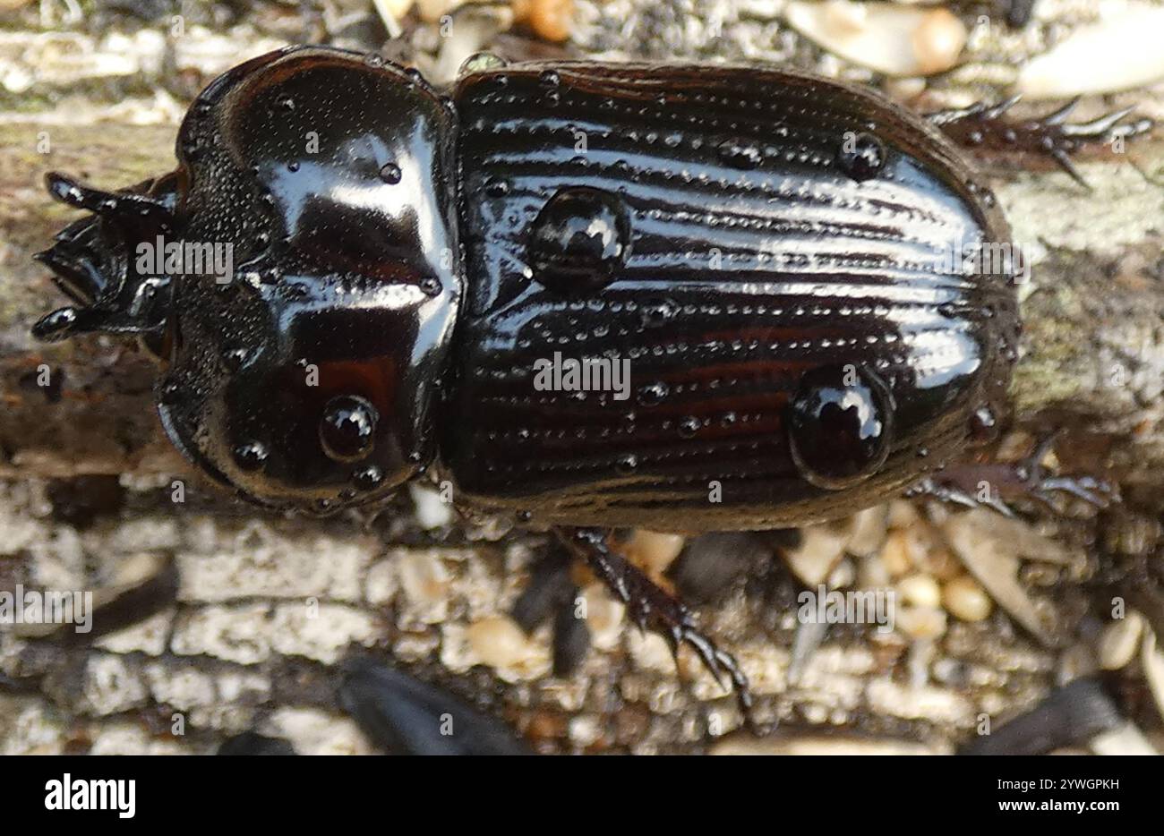 Triceratops Beetle (Phileurus truncatus Stock Photo - Alamy