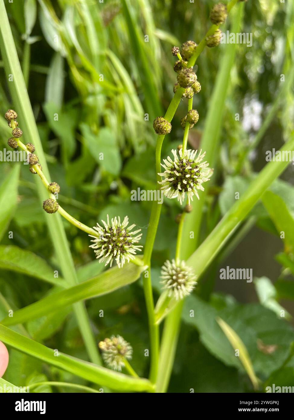 Branched Bur-reed (Sparganium erectum Stock Photo - Alamy