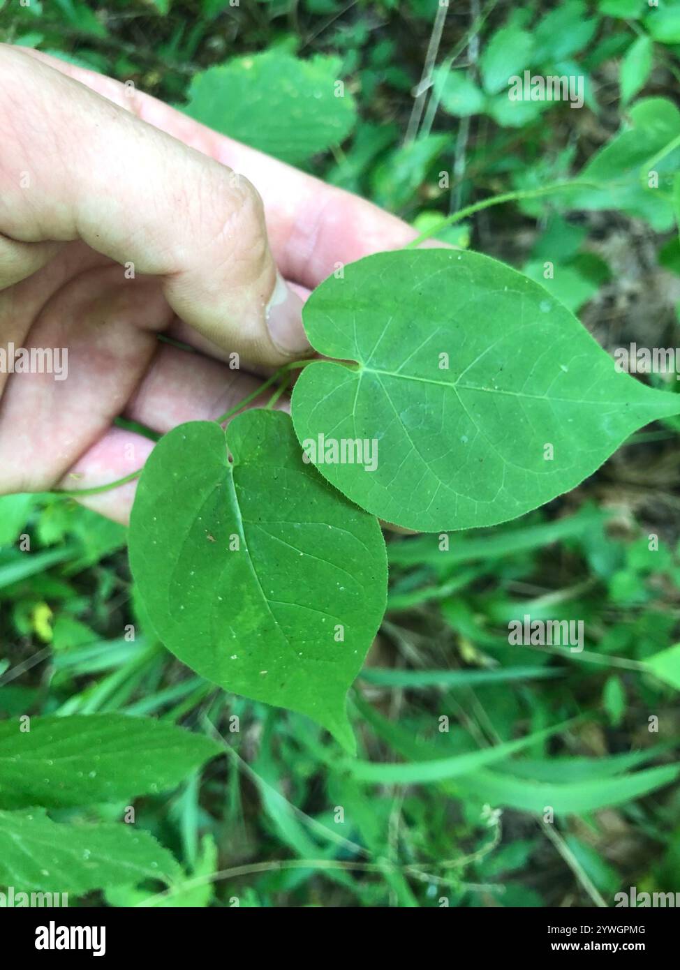 Carolina climbing-milkweed (Matelea carolinensis Stock Photo - Alamy