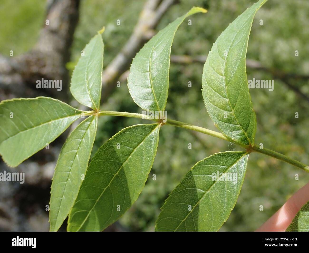 European ash (Fraxinus excelsior Stock Photo - Alamy