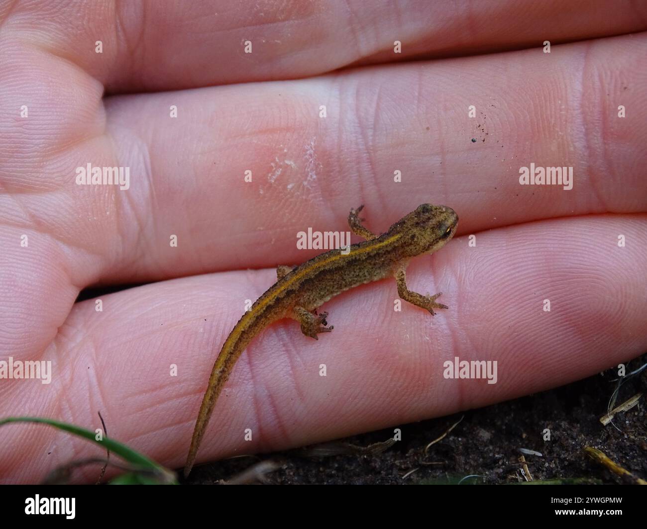 Palmate Newt (Lissotriton helveticus Stock Photo - Alamy