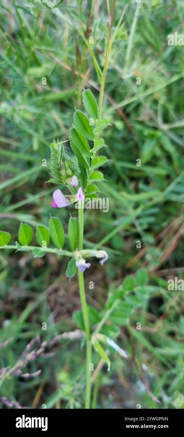 Common Vetch (Vicia sativa Stock Photo - Alamy