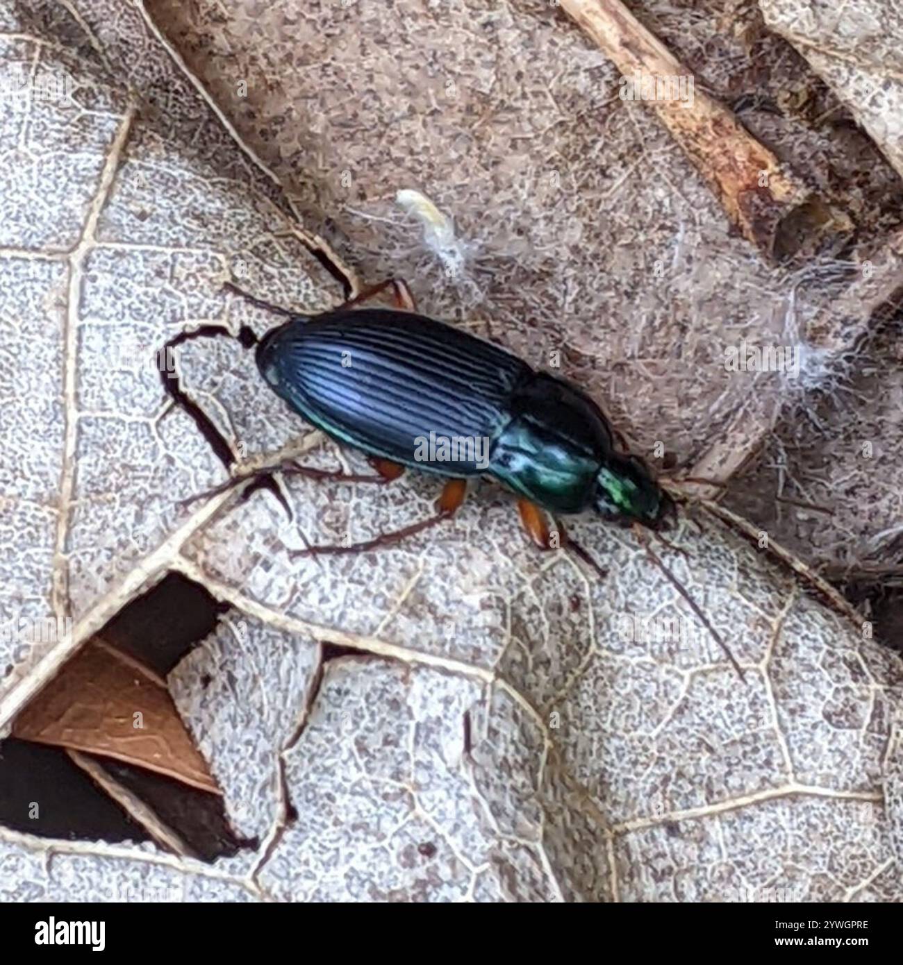 Woodland Ground Beetle (Poecilus lucublandus Stock Photo - Alamy