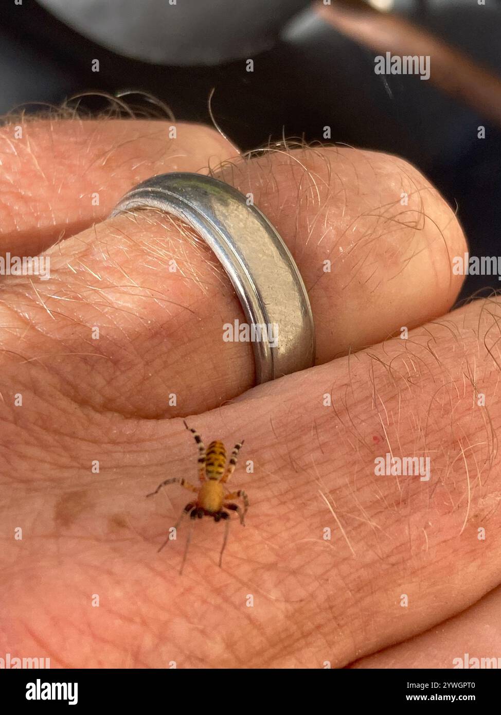 Orange Ant-mimic Sac Spider (Castianeira amoena Stock Photo - Alamy