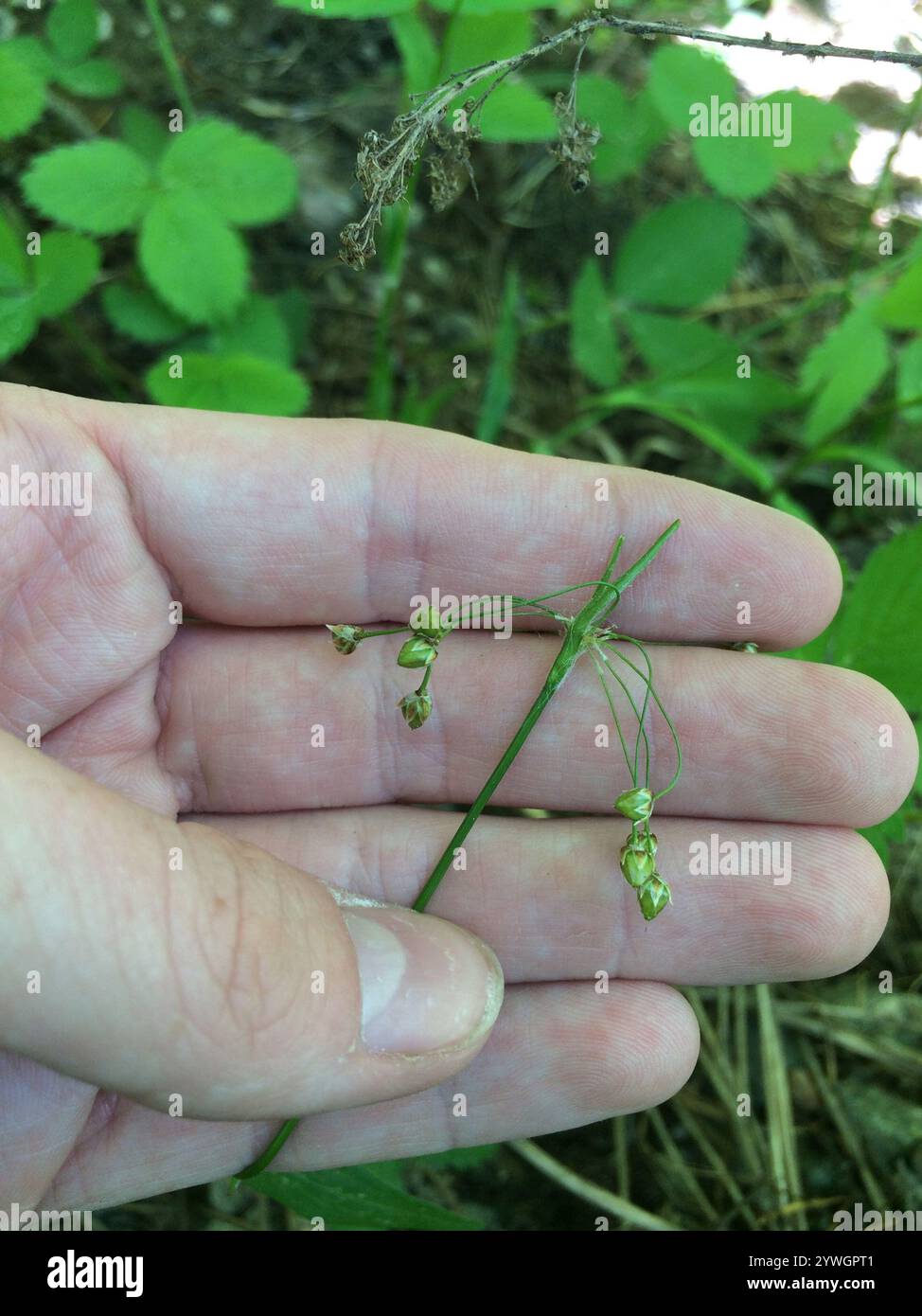 hairy woodrush (Luzula acuminata Stock Photo - Alamy
