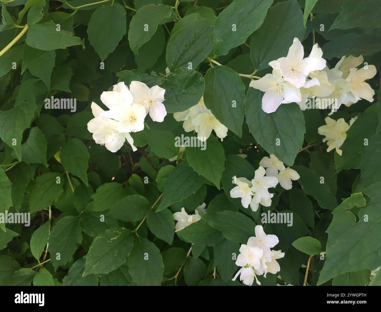 Lewis' mock orange (Philadelphus lewisii Stock Photo - Alamy