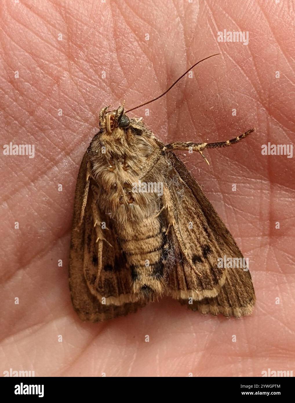 Eurasian Copper Underwing (Amphipyra pyramidea Stock Photo - Alamy