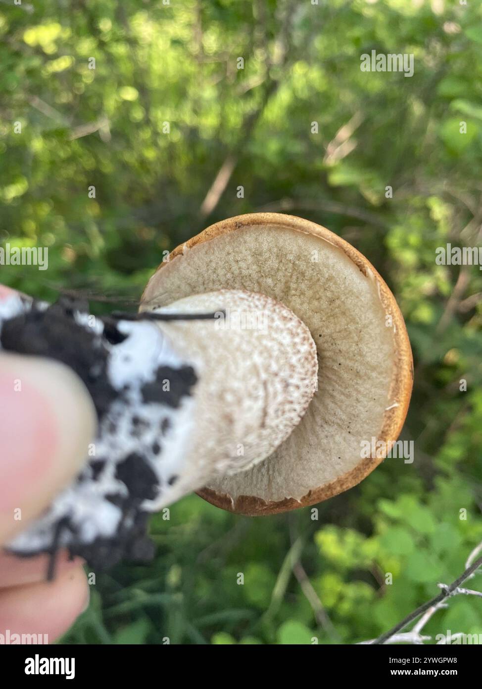 aspen bolete (Leccinum insigne Stock Photo - Alamy