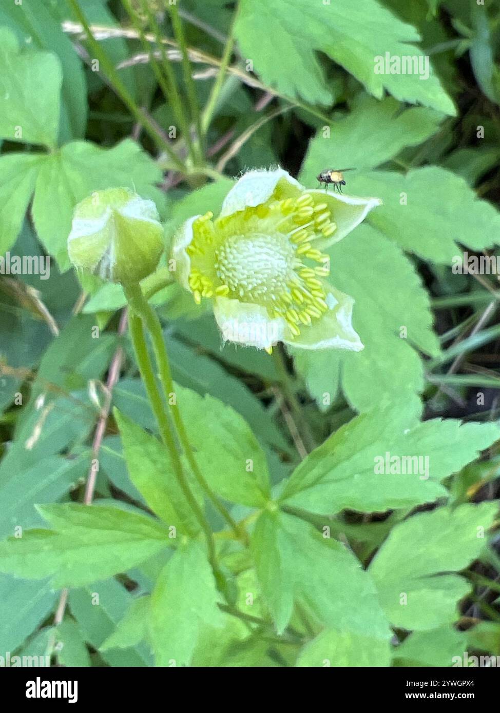 Anemone virginiana hi-res stock photography and images - Alamy