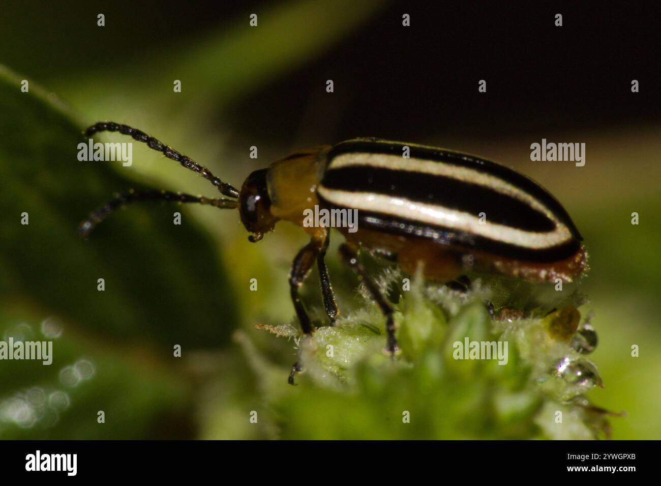 Pigweed flea beetle hi-res stock photography and images - Alamy