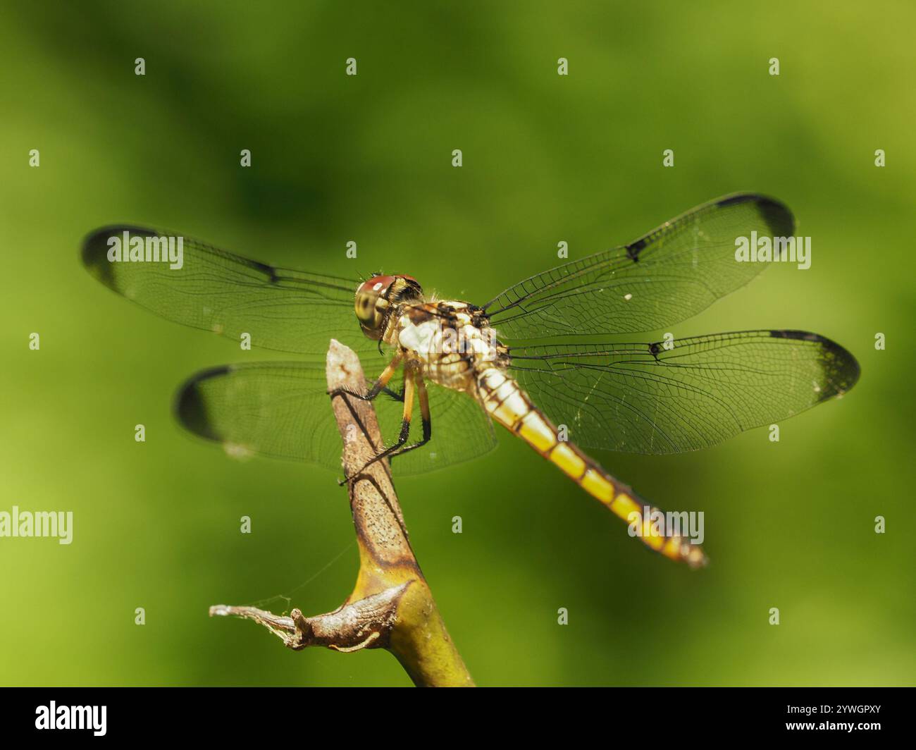 Great Blue Skimmer (Libellula vibrans Stock Photo - Alamy
