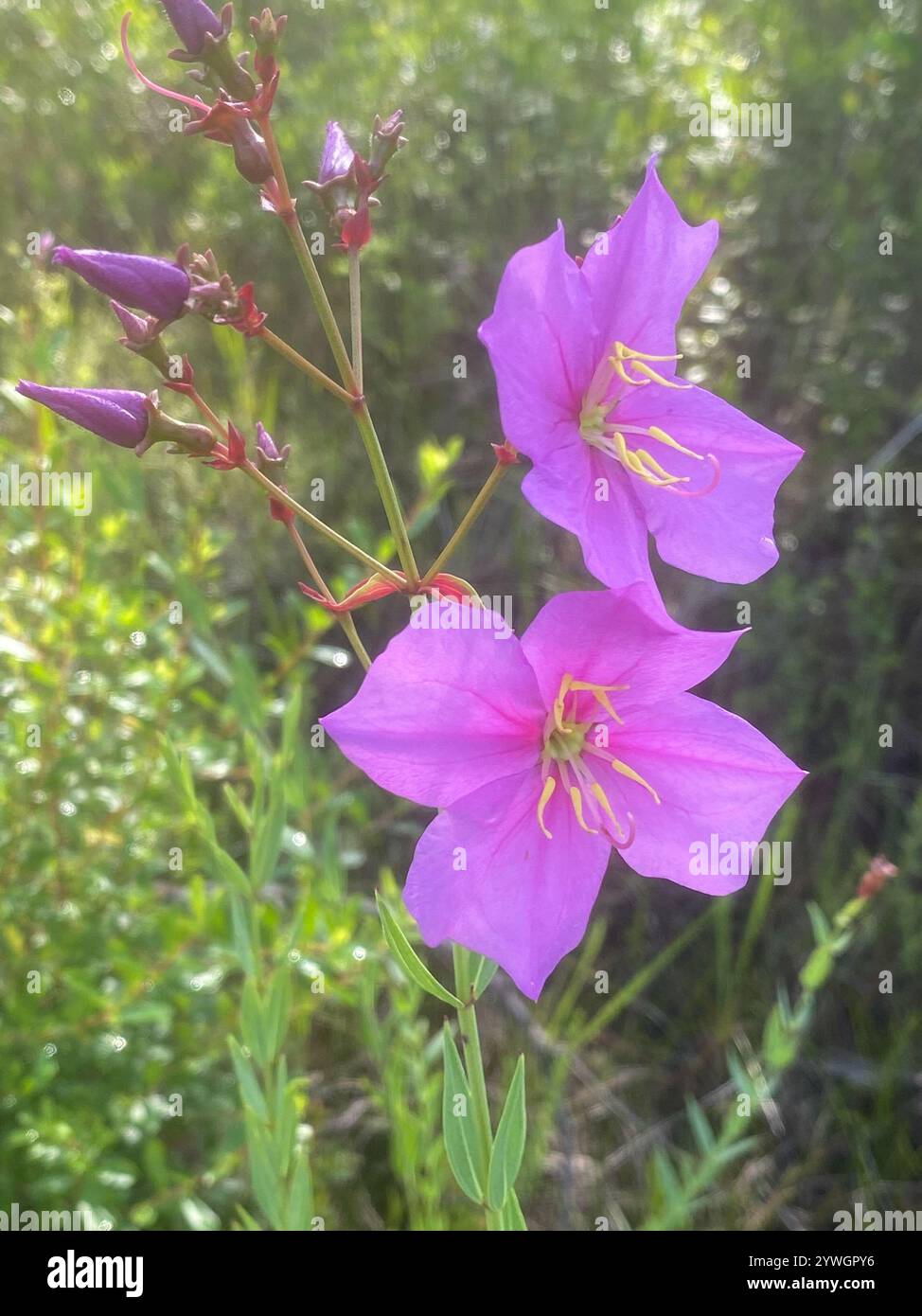 Savannah meadowbeauty (Rhexia alifanus Stock Photo - Alamy