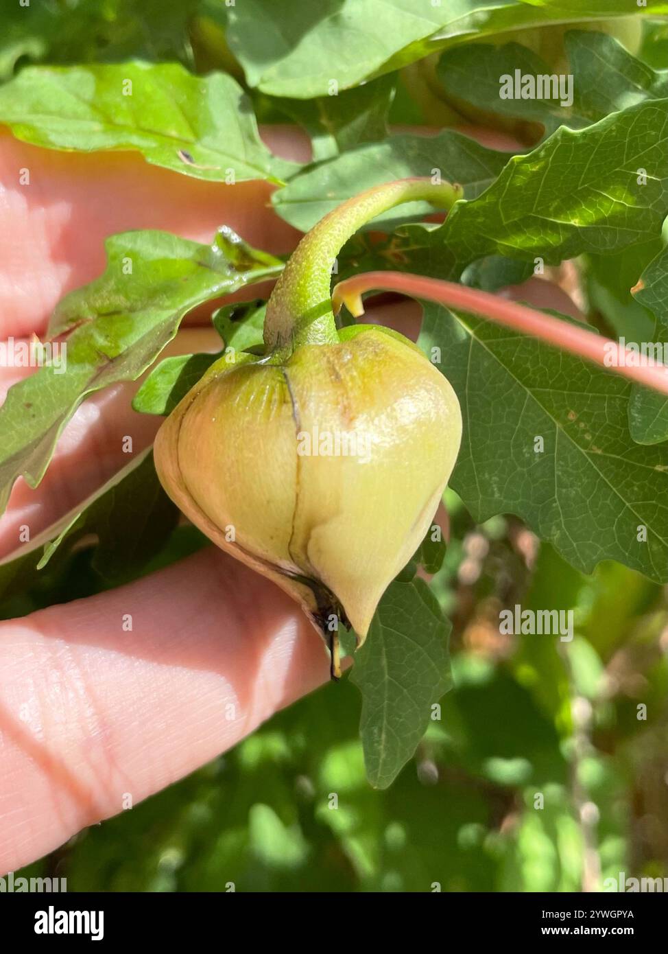 (Distimake dissectus dissectus Stock Photo - Alamy