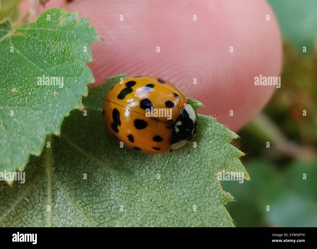 Asian Lady Beetle (Harmonia axyridis Stock Photo - Alamy