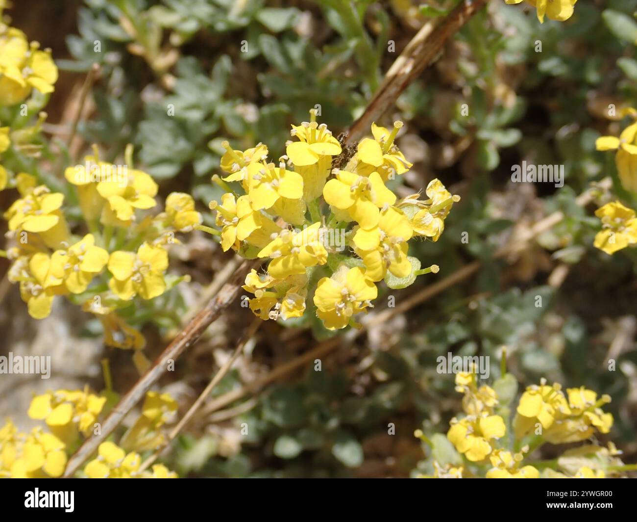 mustard family (Brassicaceae Stock Photo - Alamy