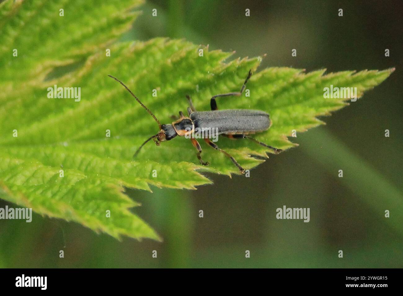Grey Sailor Beetle (Cantharis nigricans Stock Photo - Alamy