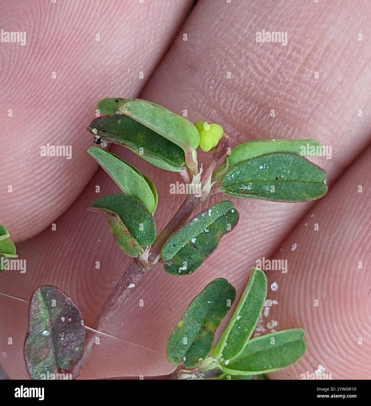 Southern Seaside Spurge (Euphorbia bombensis Stock Photo - Alamy