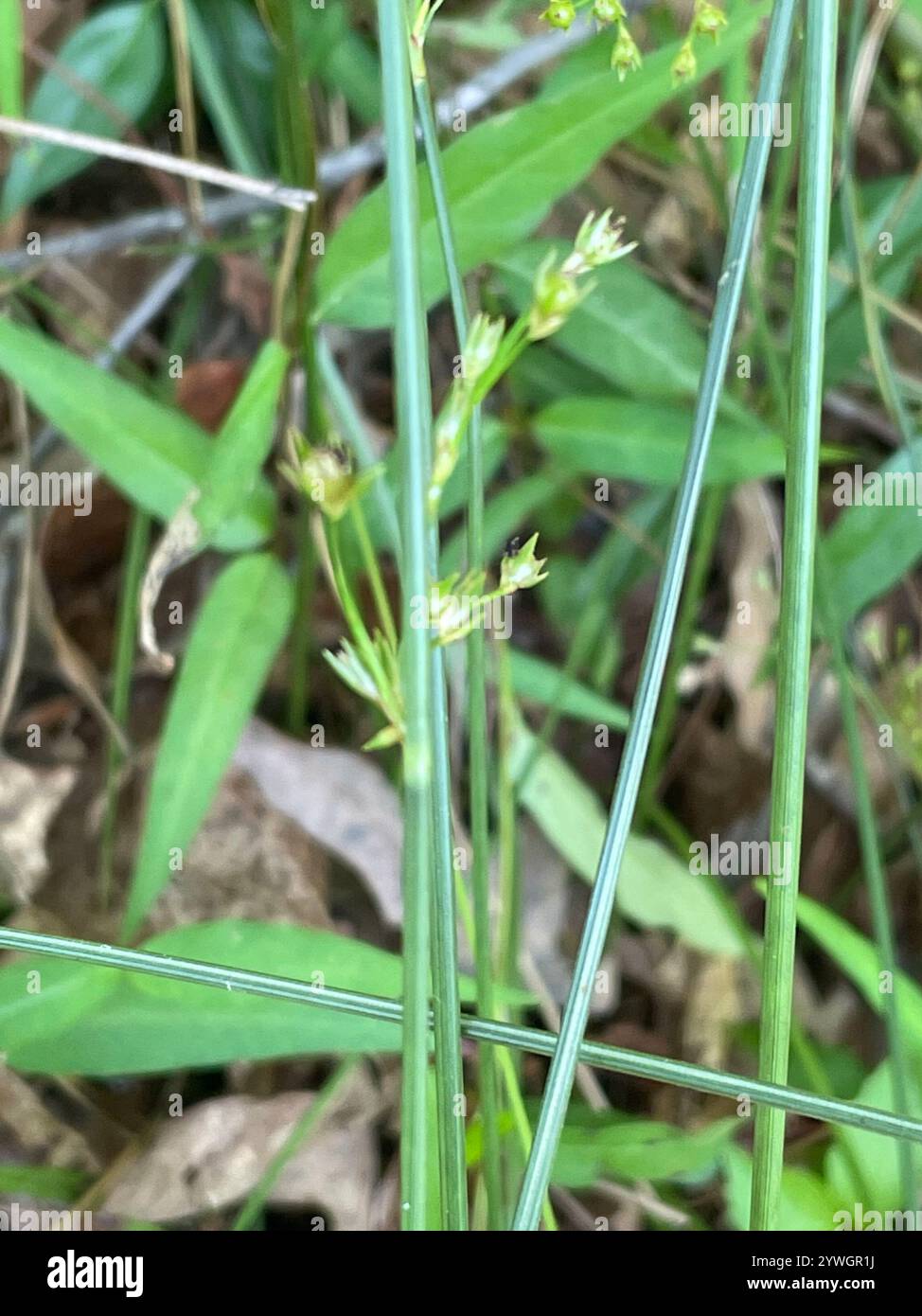 Leathery Rush (Juncus coriaceus Stock Photo - Alamy