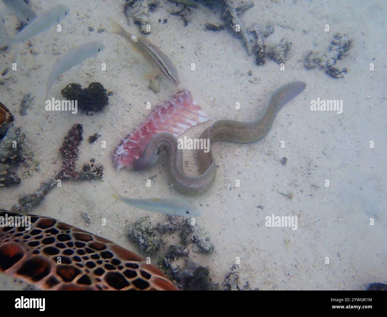 Geometric Moray (Gymnothorax griseus Stock Photo - Alamy