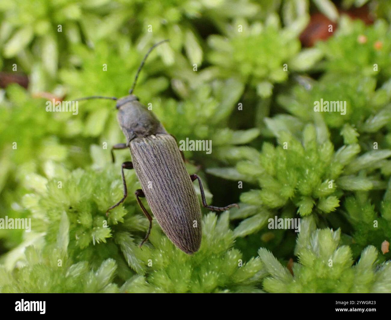 Click Beetles (Elateridae Stock Photo - Alamy
