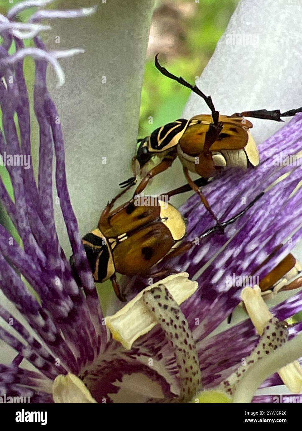 Delta Flower Scarab (Trigonopeltastes delta Stock Photo - Alamy