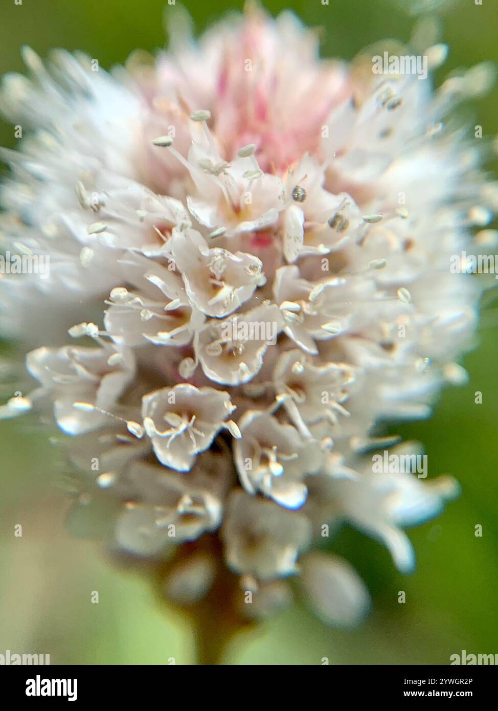 American bistort (Bistorta bistortoides Stock Photo - Alamy