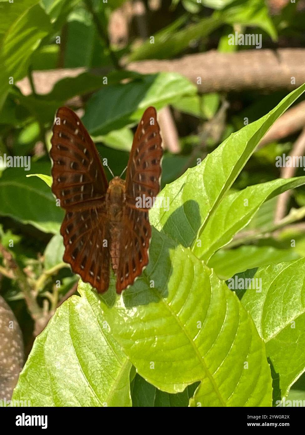 Punchinello (Zemeros flegyas Stock Photo - Alamy