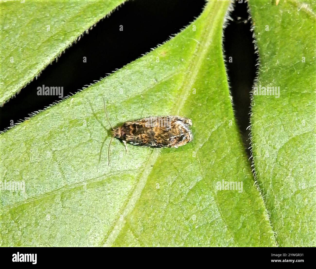 Verbena Bud Moth (Endothenia hebesana Stock Photo - Alamy