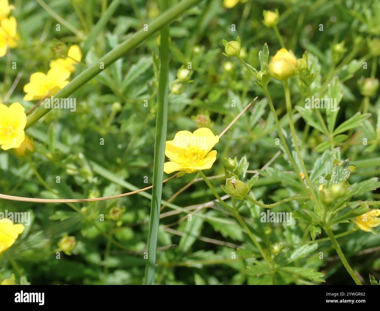 Tormentil (Potentilla erecta Stock Photo - Alamy