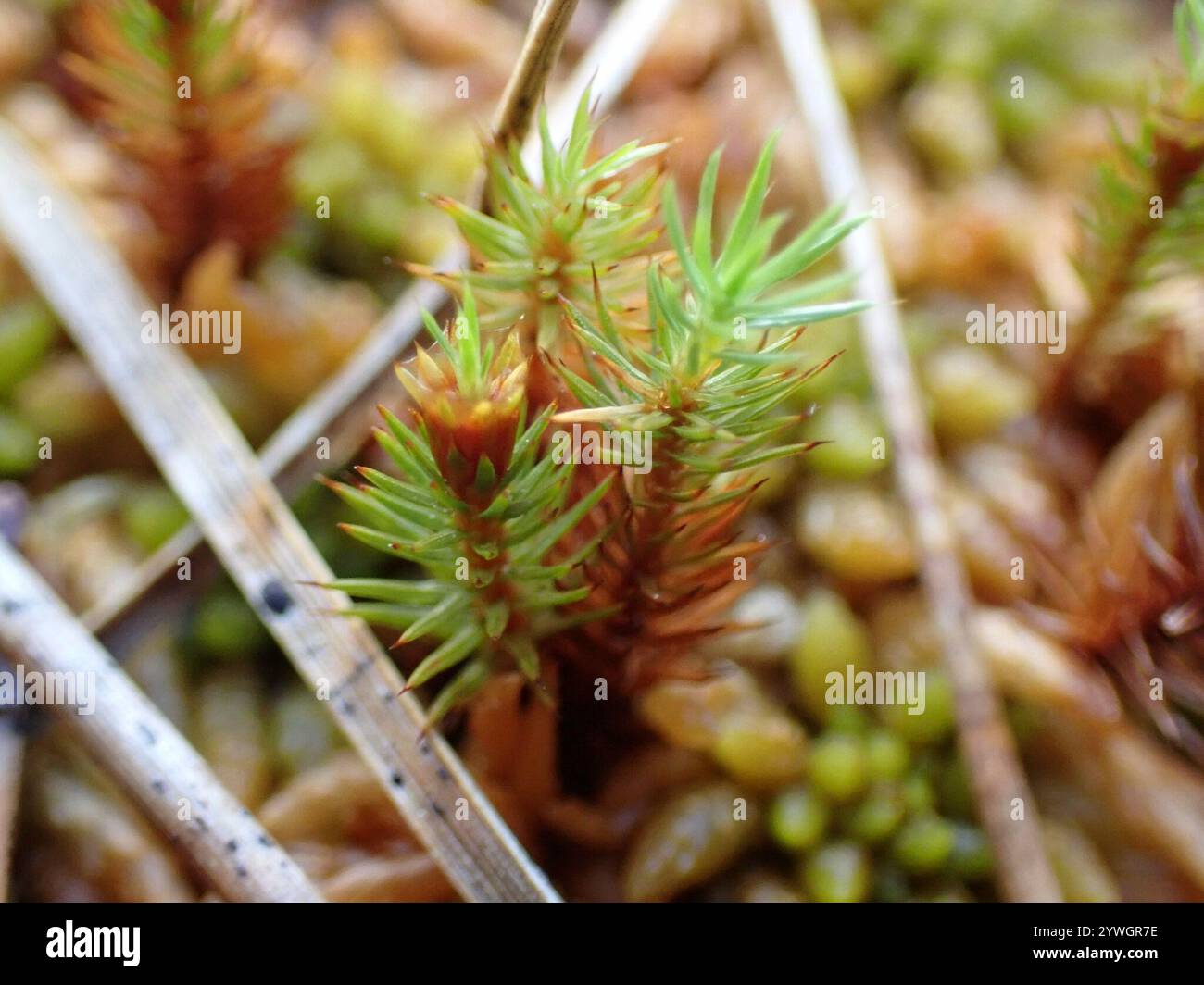 Bog Haircap Moss (Polytrichum strictum Stock Photo - Alamy