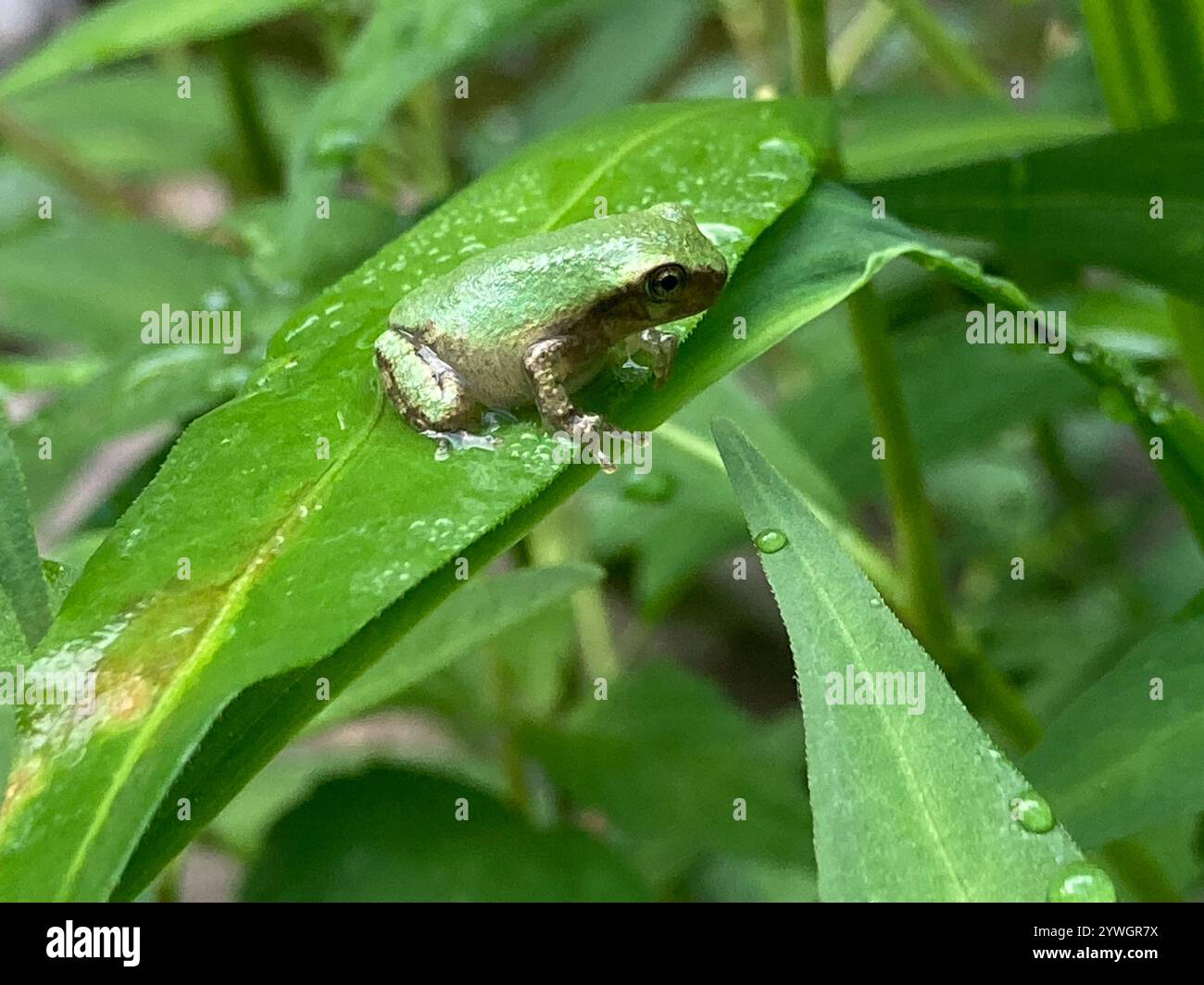Holarctic Treefrogs (Hyla Stock Photo - Alamy