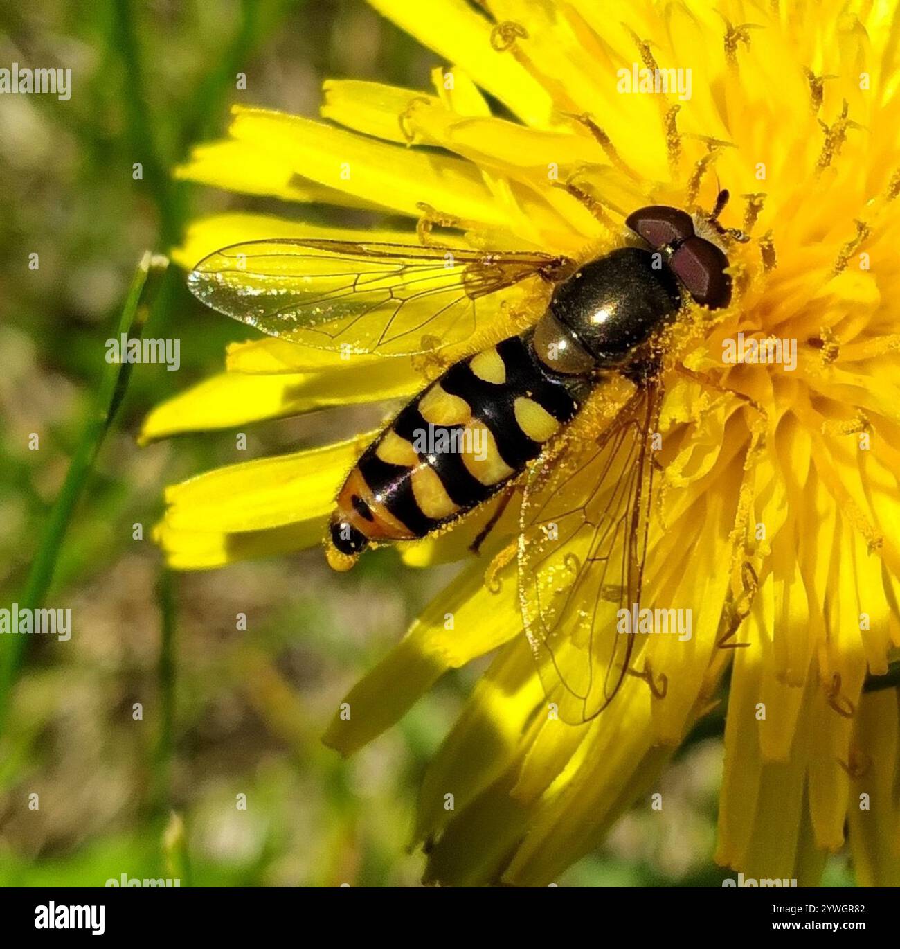 Metasyrphus hi-res stock photography and images - Alamy