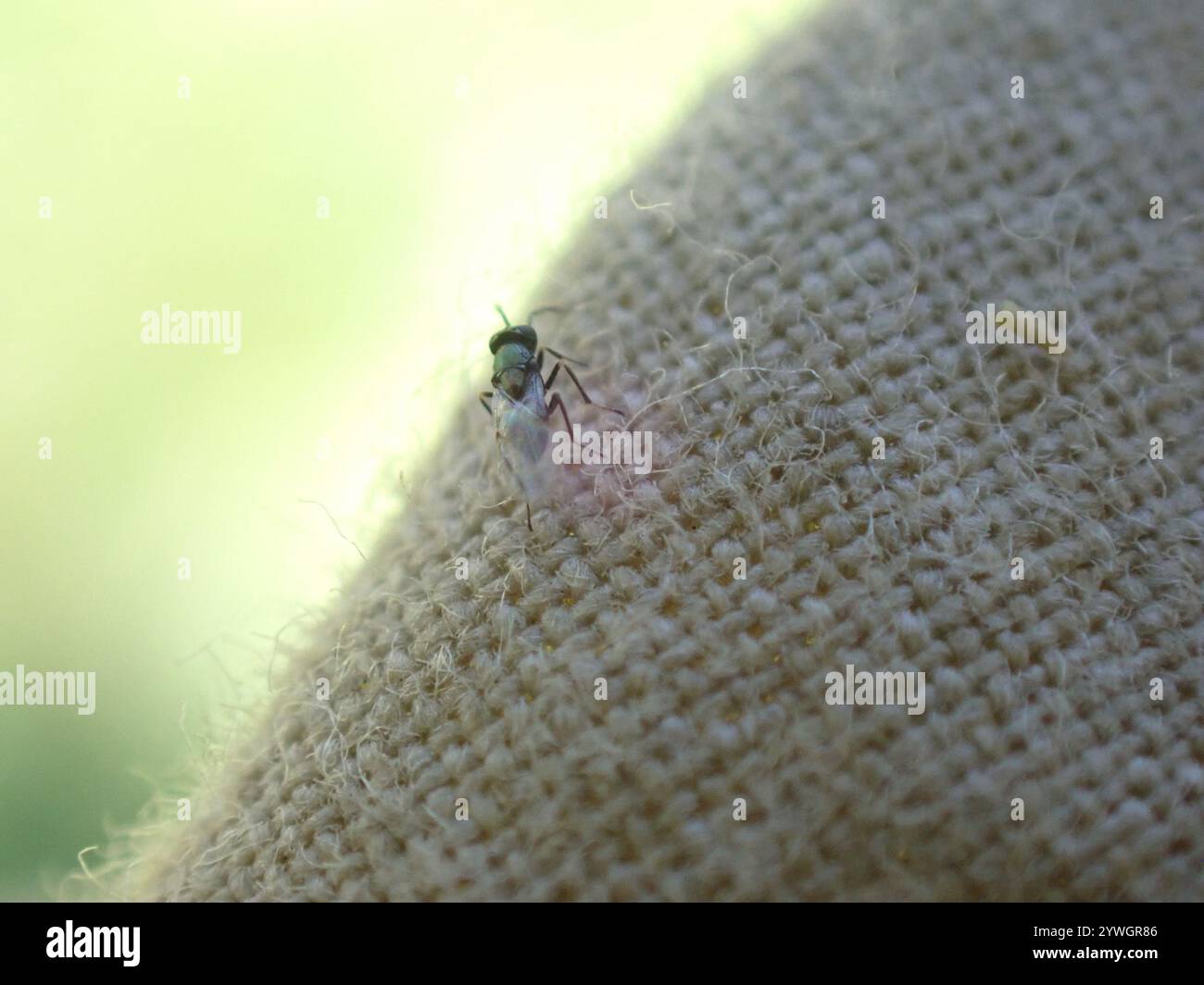 Chalcidoid Wasps (Chalcidoidea Stock Photo - Alamy
