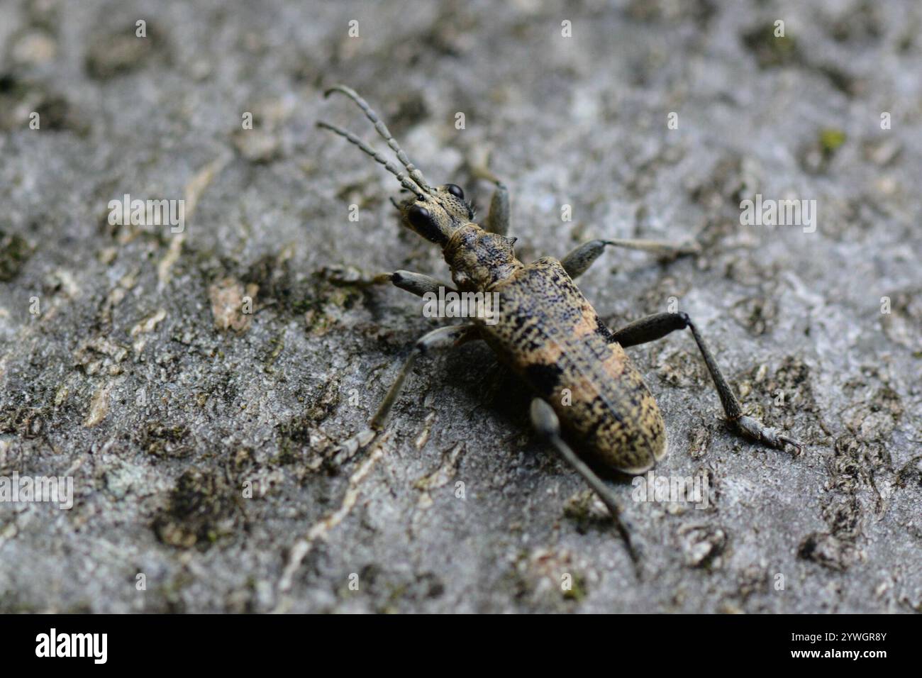 Blackspotted Longhorn Beetle (Rhagium mordax Stock Photo - Alamy