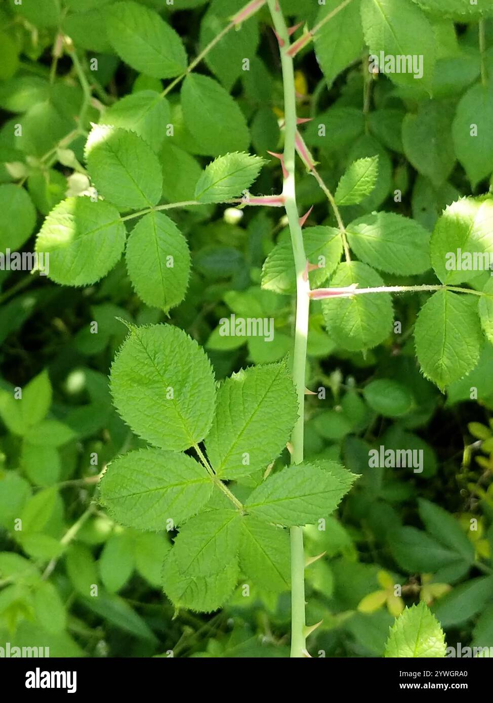 climbing prairie rose (Rosa setigera Stock Photo - Alamy