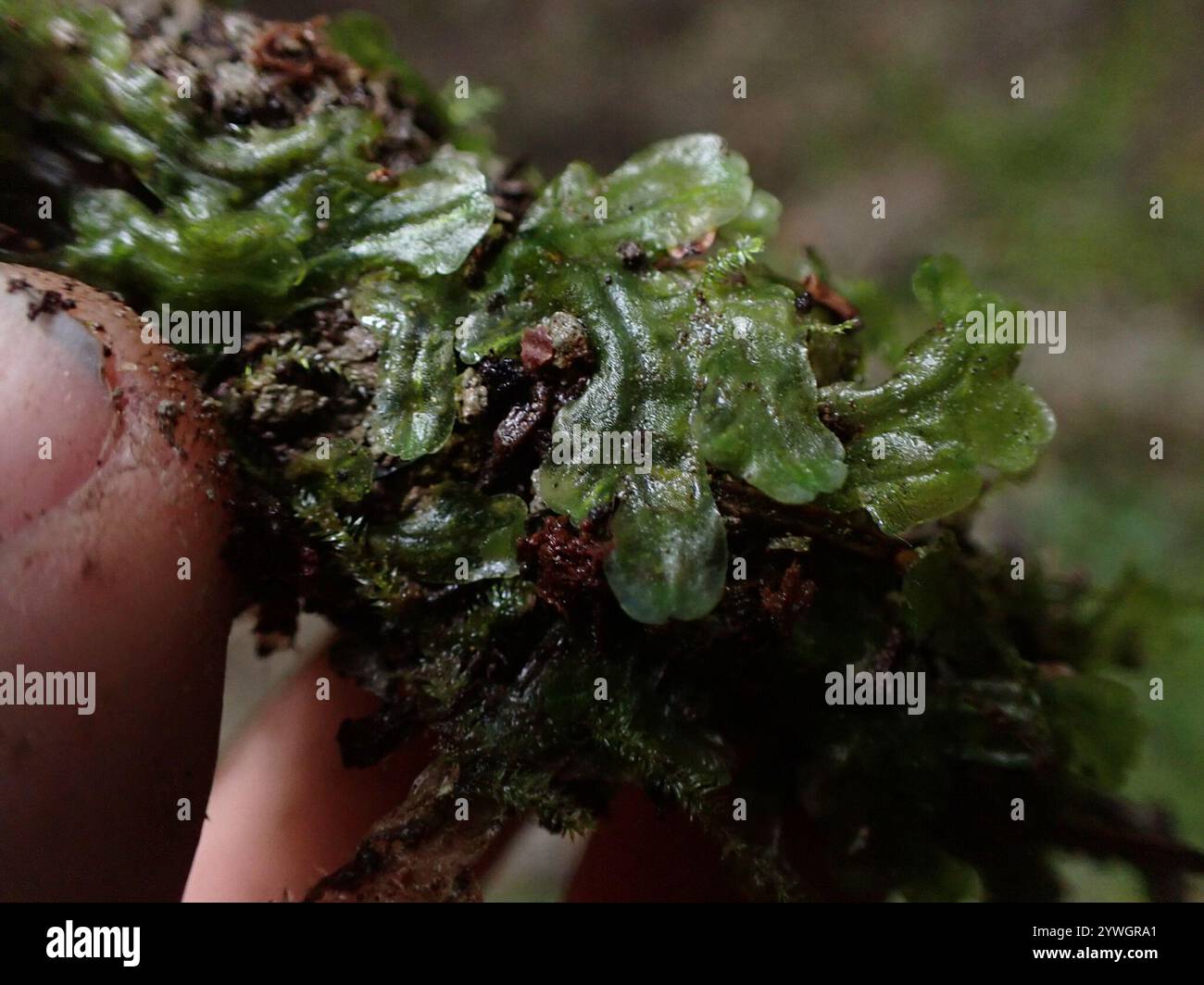 Ring Pellia (Pellia neesiana Stock Photo - Alamy