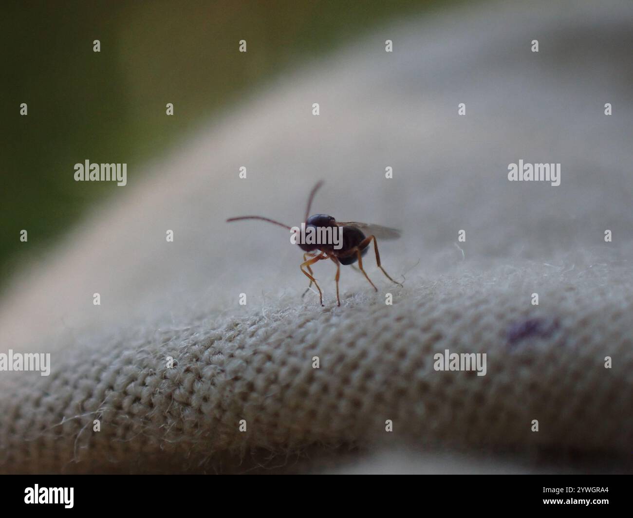 Gall Wasps (Cynipidae Stock Photo - Alamy