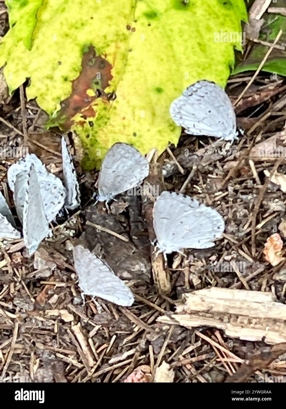 Summer Azure (Celastrina neglecta Stock Photo - Alamy