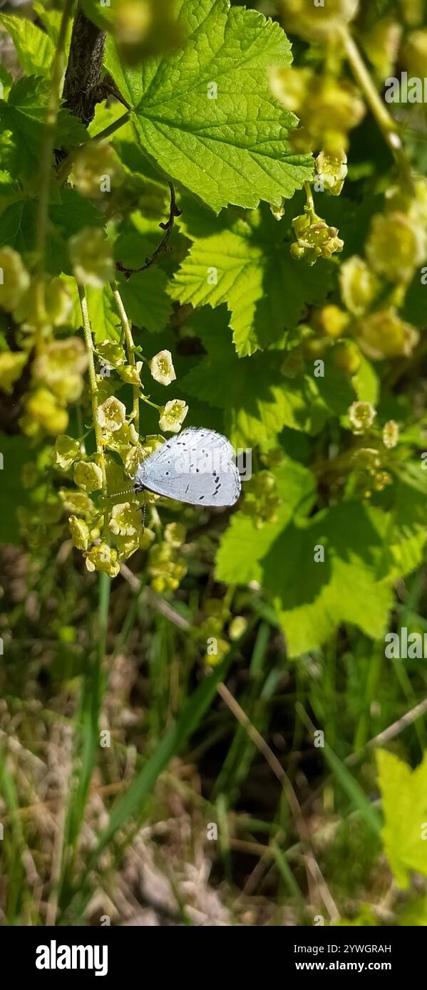 Holly Blue (Celastrina argiolus Stock Photo - Alamy