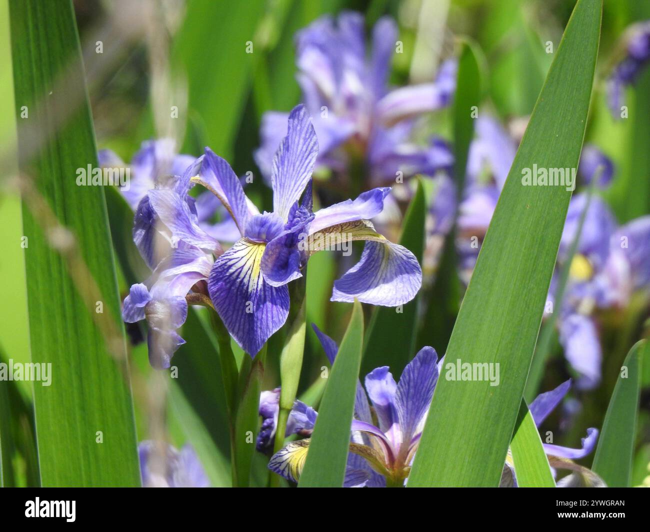 northern blue flag (Iris versicolor Stock Photo - Alamy