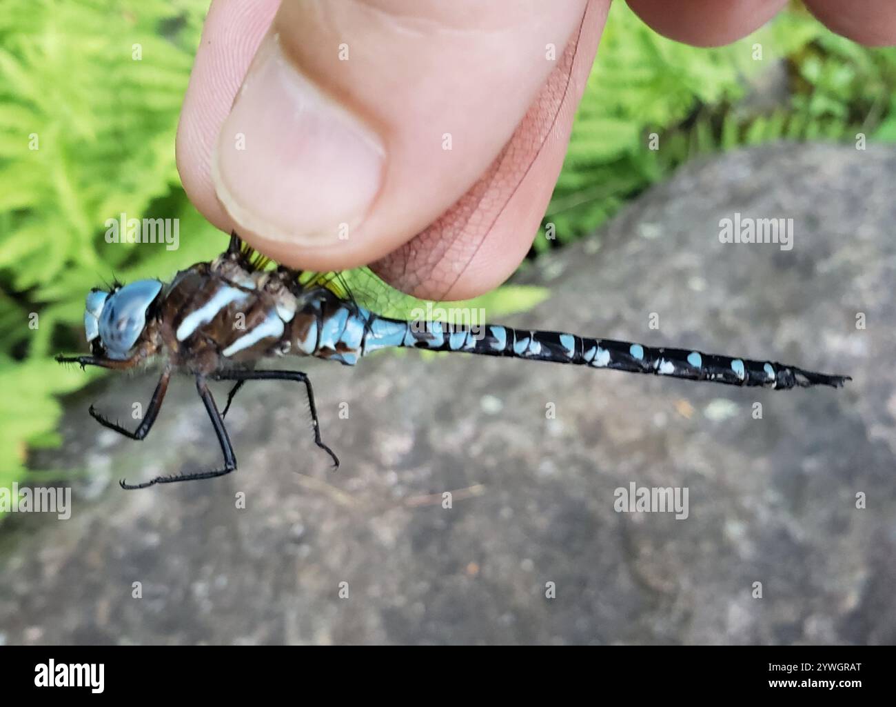 Spatterdock Darner (Rhionaeschna mutata Stock Photo - Alamy