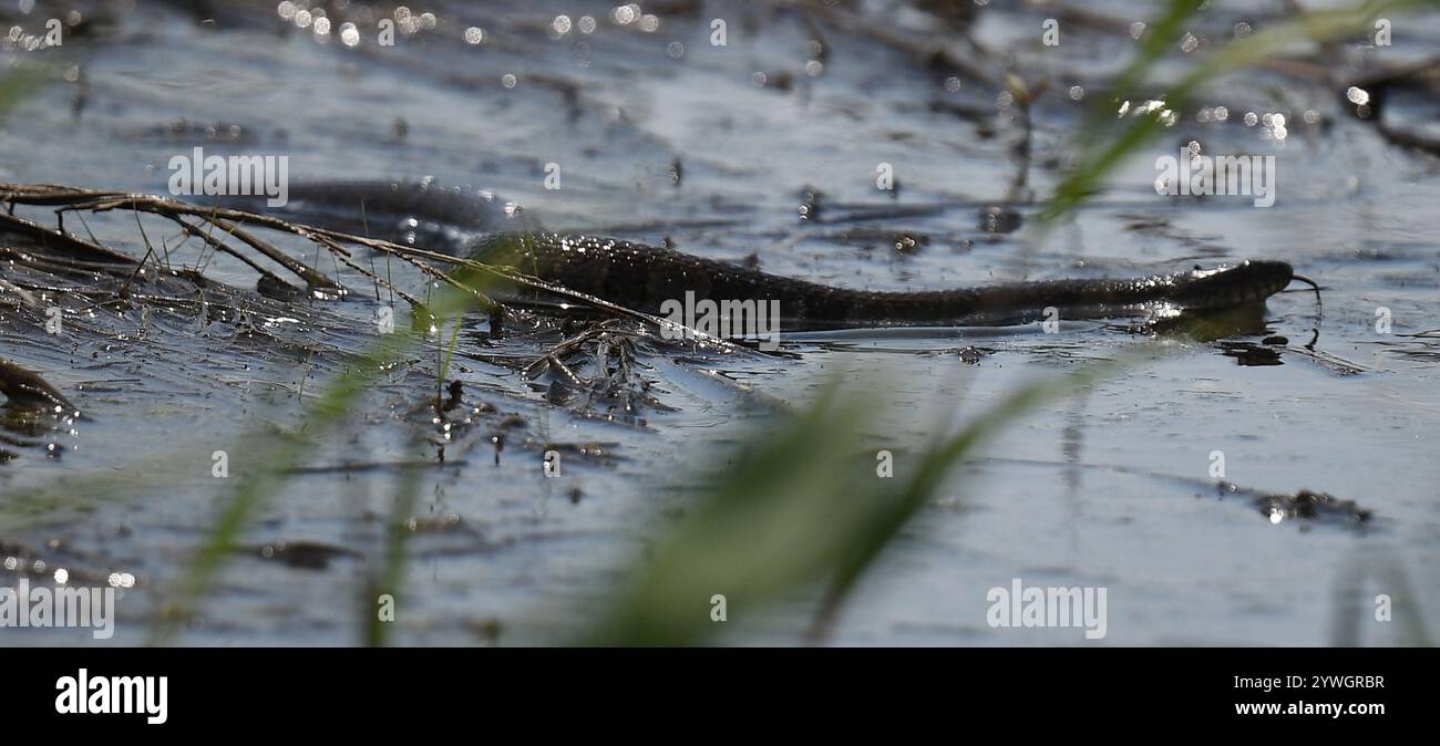 Common Watersnake (Nerodia sipedon Stock Photo - Alamy