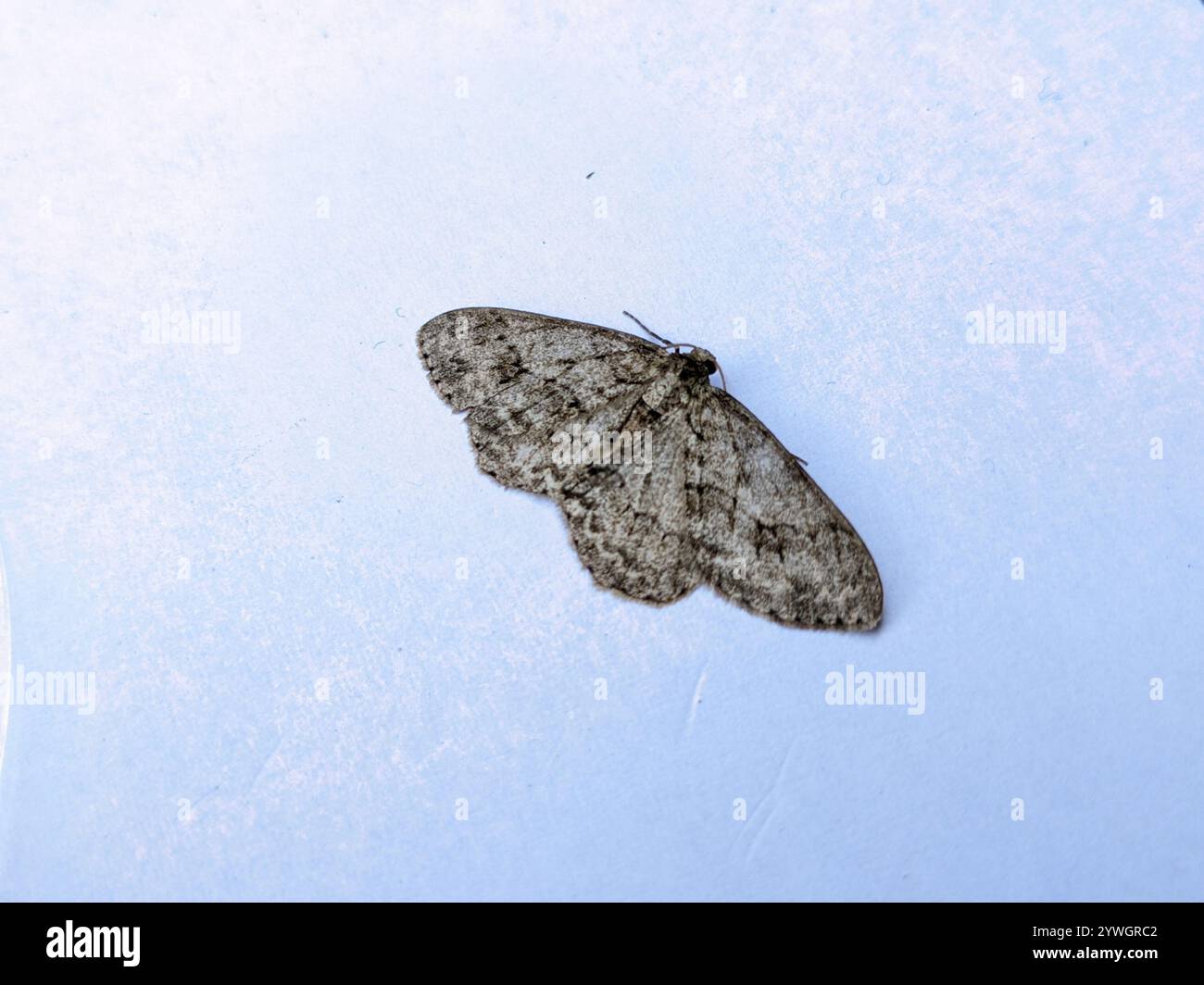 Small Engrailed (Ectropis crepuscularia Stock Photo - Alamy