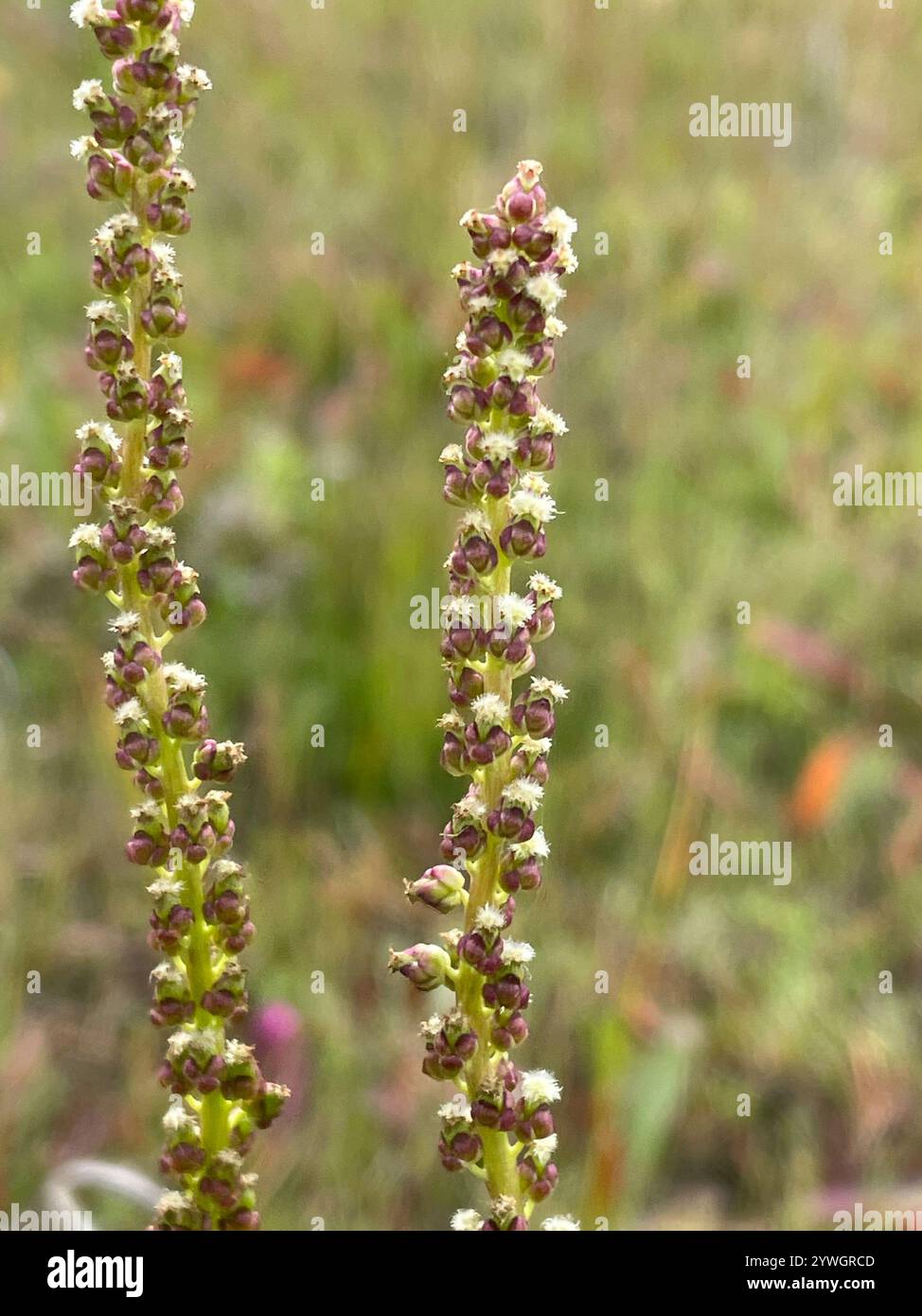 common arrowgrass (Triglochin maritima Stock Photo - Alamy