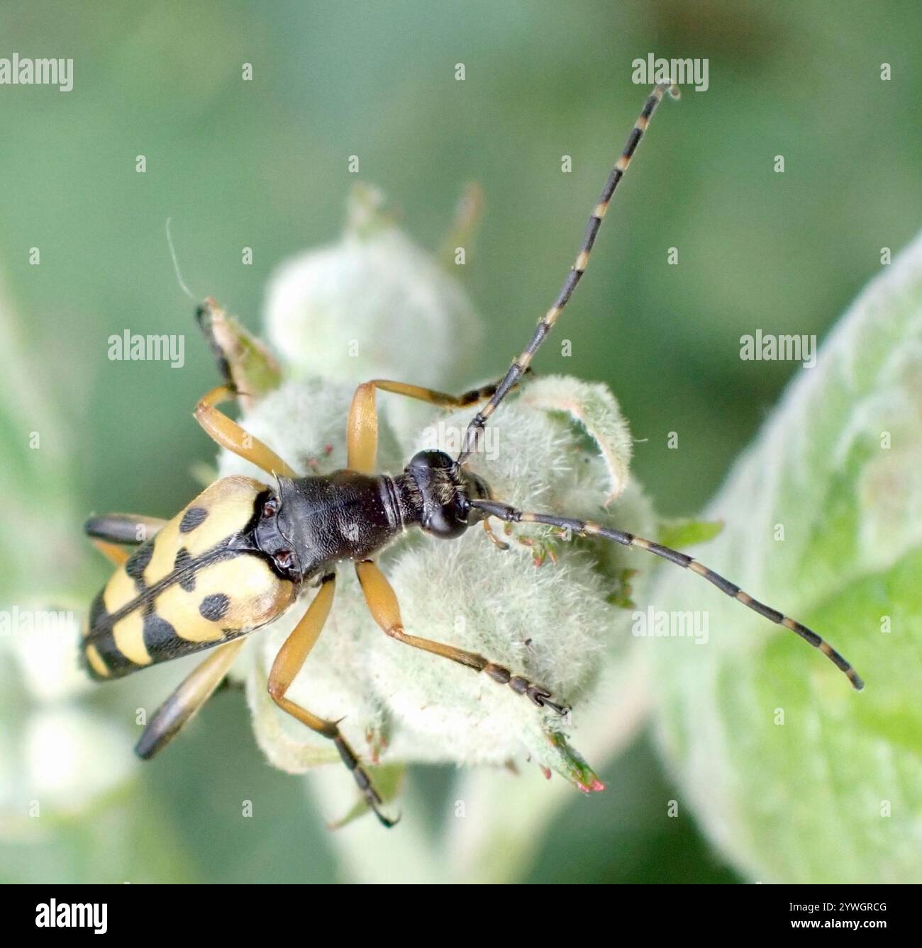 Spotted Longhorn Beetle (Rutpela maculata Stock Photo - Alamy