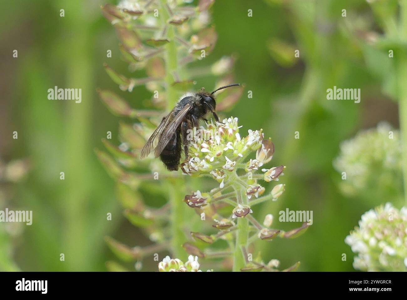 Mining Bees (Andrena Stock Photo - Alamy