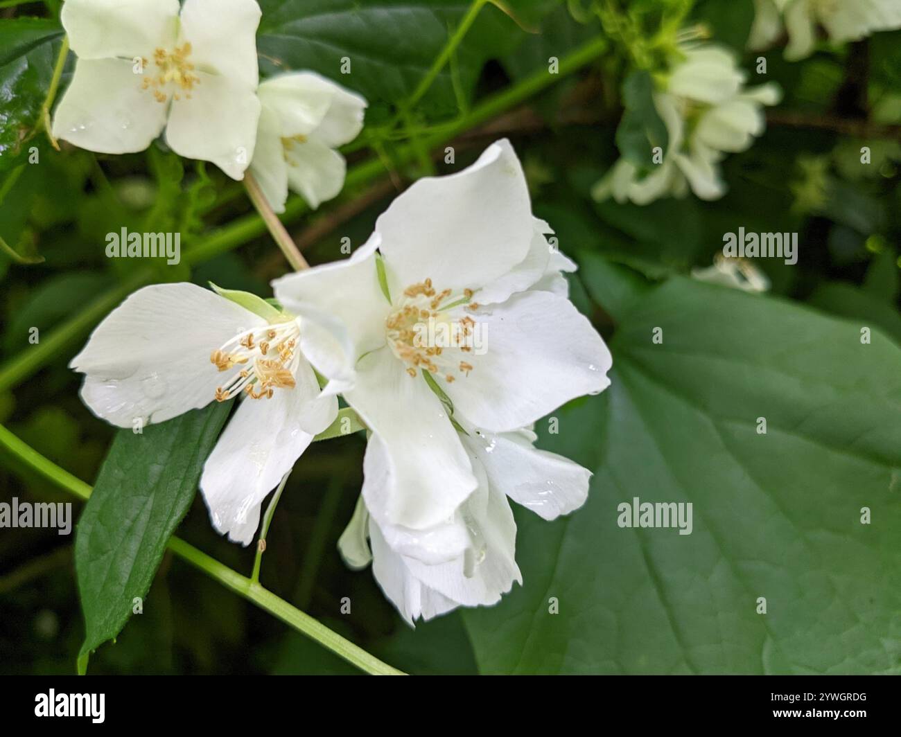 coastal manroot (Marah oregana Stock Photo - Alamy
